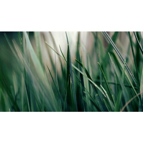 Картина на холсте 60x110 LinxOne "Макро растение трава зелень" интерьерная для дома / на стену / на кухню / с подрамником