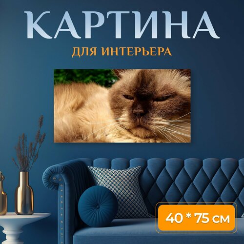 Картина на холсте "Британская короткошерстная кошка, кот, животное" на подрамнике 75х40 см. для интерьера