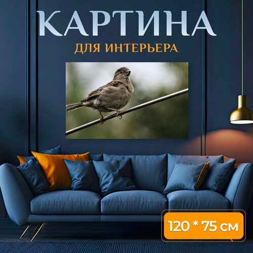Картина на холсте "Воробей, домовый воробей, птица" на подрамнике 120х75 см. для интерьера