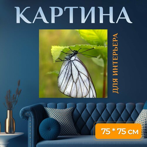 Картина на холсте "Белый с черными прожилками, бабочка, насекомое" на подрамнике 75х75 см. для интерьера