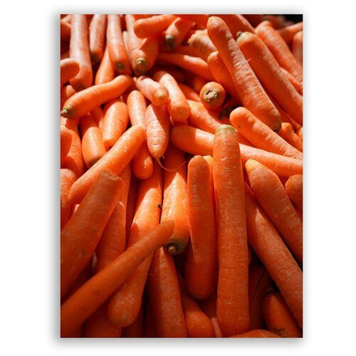 Постер на бумаге / Морковь