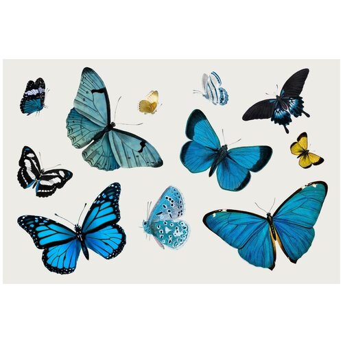 Постер / Плакат / Картина Голубые бабочки 40х50 см в раме