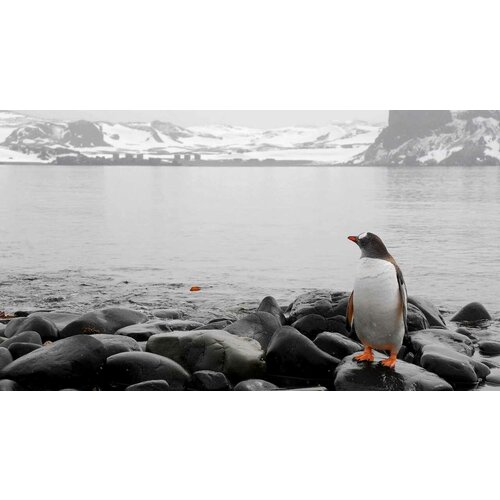 Картина на холсте 60x110 LinxOne "Море пингвин горизонт холод камни" интерьерная для дома / на стену / на кухню / с подрамником