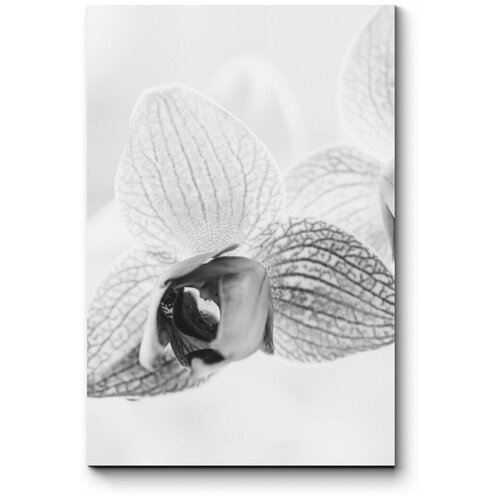 Модульная картина Черно-белые орхидеи 40x60