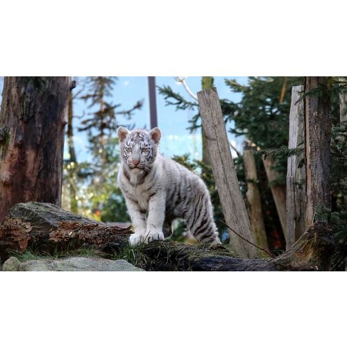 Картина на холсте 60x110 LinxOne "Тигры животное белый тигр" интерьерная для дома / на стену / на кухню / с подрамником