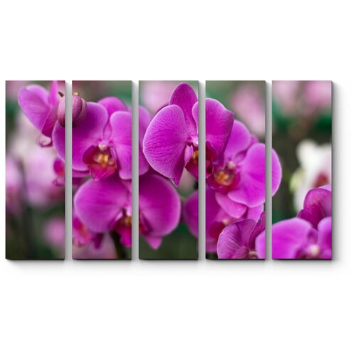 Модульная картина Прекрасные и нежные орхидеи 90x54