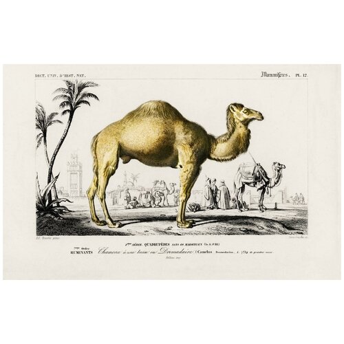 Постер / Плакат / Картина Одногорбый верблюд 90х120 см в подарочном тубусе