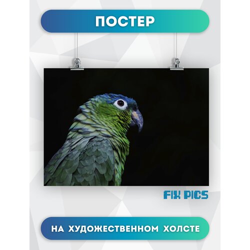 Постер на холсте Попугай (19) 30х40 см