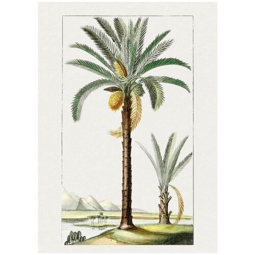 Постер / Плакат / Картина Пальмы - Большая и маленькая пальма 40х50 см в подарочном тубусе
