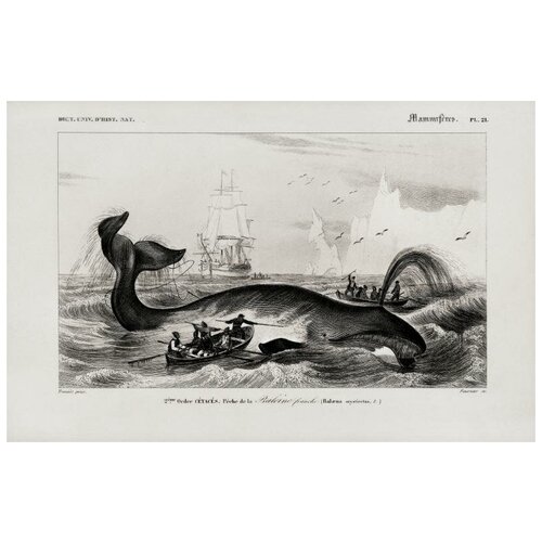 Постер / Плакат / Картина Охота на китов 50х70 см в раме