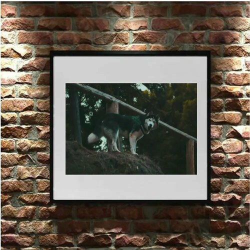 Постер "Собака породы хаски гуляет" Cool Eshe из коллекции "Природа", плакат А4