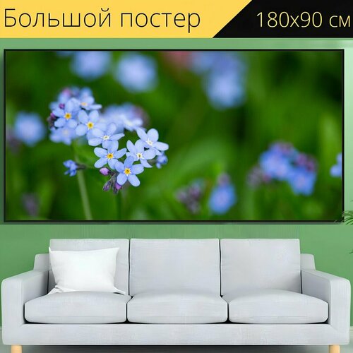 Большой постер "Не забывай меня, скорпион трав, синий цветок" 180 x 90 см. для интерьера