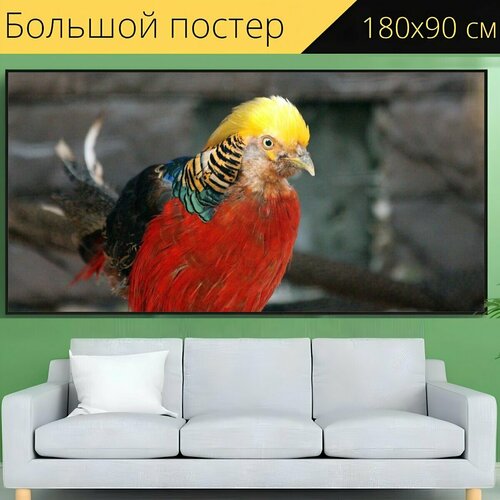 Большой постер "Фазан, птица, золотой фазан" 180 x 90 см. для интерьера