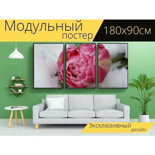 Модульный постер "Цветок, розовый тюльпан, тюльпан на снегу" 180 x 90 см. для интерьера