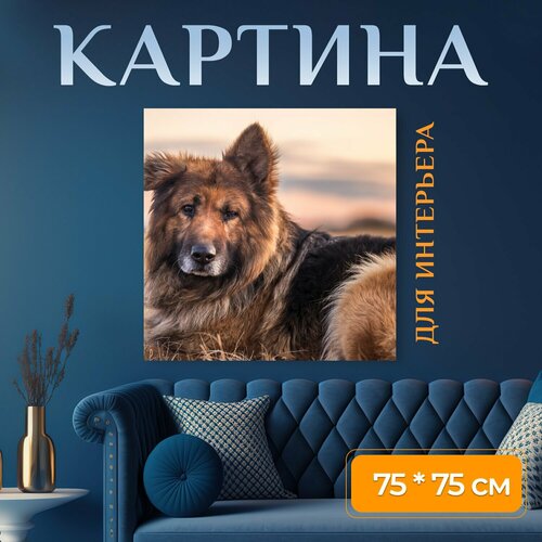 Картина на холсте "Собака, немецкая овчарка, домашнее животное" на подрамнике 75х75 см. для интерьера