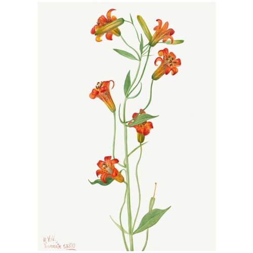 Постер / Плакат / Картина Дикие цветы - Тигровая лилия 50х70 см в раме