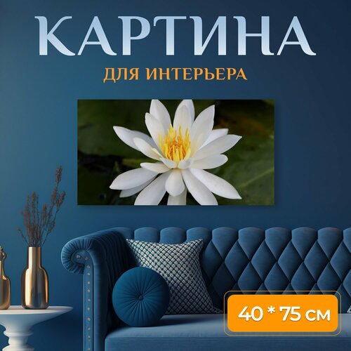 Картина на холсте "Водяная лилия, лепестки, белый цветок" на подрамнике 75х40 см. для интерьера