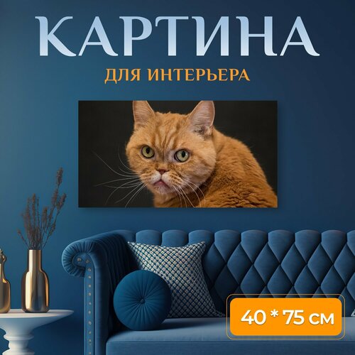 Картина на холсте "Британская короткошерстная кошка, британская короткошерстная, люк" на подрамнике 75х40 см. для интерьера