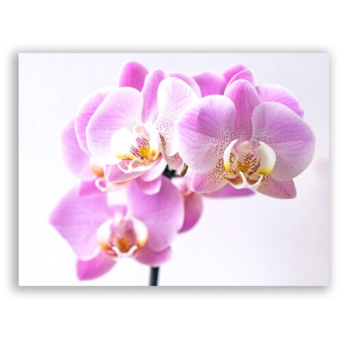 Постер цветы на бумаге / Orchid / Орхидеи