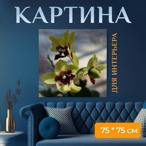 Картина на холсте "Орхидея, недавно открытый, фаленопсис" на подрамнике 75х75 см. для интерьера
