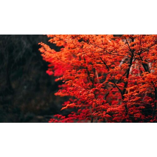 Картина на холсте 60x110 LinxOne "Дерево ветвь лист красный" интерьерная для дома / на стену / на кухню / с подрамником