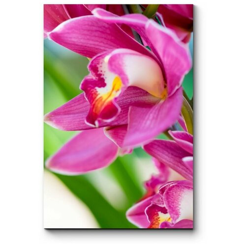 Модульная картина Тайские орхидеи, Чиангмай (Таиланд) 70x105