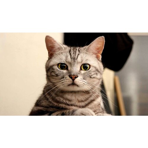 Картина на холсте 60x110 LinxOne "Кот смотрит взгляд кошка" интерьерная для дома / на стену / на кухню / с подрамником