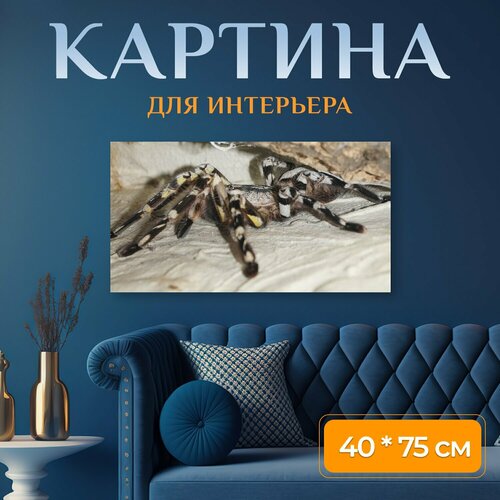 Картина на холсте "Пауки, тарантул, паукообразный" на подрамнике 75х40 см. для интерьера