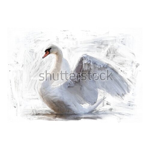 Постер Прекрасный белый лебедь с распахнутыми крыльями 42см. x 30см.