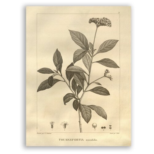 Гравюра Постер на бумаге / Tournefortia mutabilis / Турнефорция