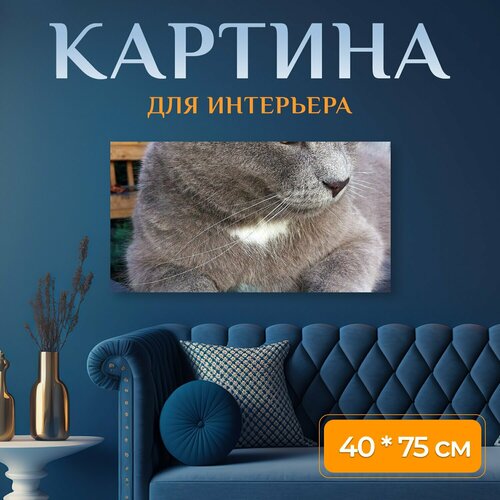 Картина на холсте "Кошка, кошачий, серый" на подрамнике 75х40 см. для интерьера