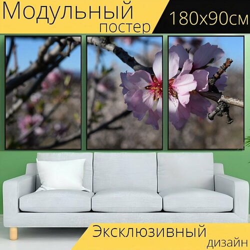 Модульный постер "Цветы миндаля, миндальное дерево, цветы" 180 x 90 см. для интерьера