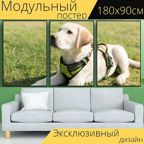 Модульный постер "Щенок, собака, лабрадор" 180 x 90 см. для интерьера