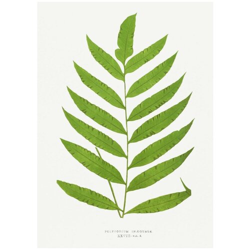 Постер / Плакат / Картина Листья - Полиподий Неровный 60х90 см в раме