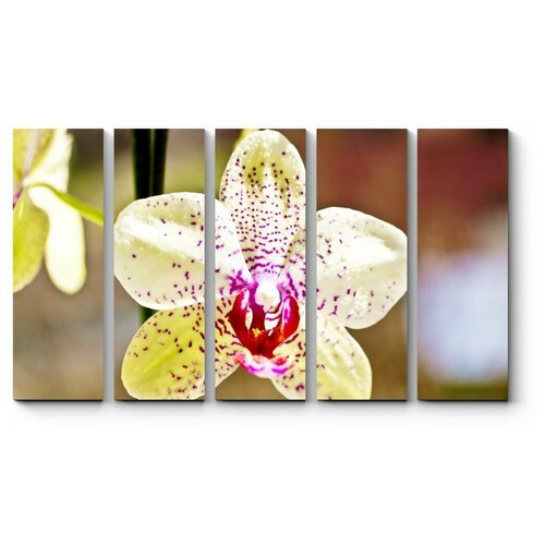 Модульная картина Тигровая орхидея 160x96