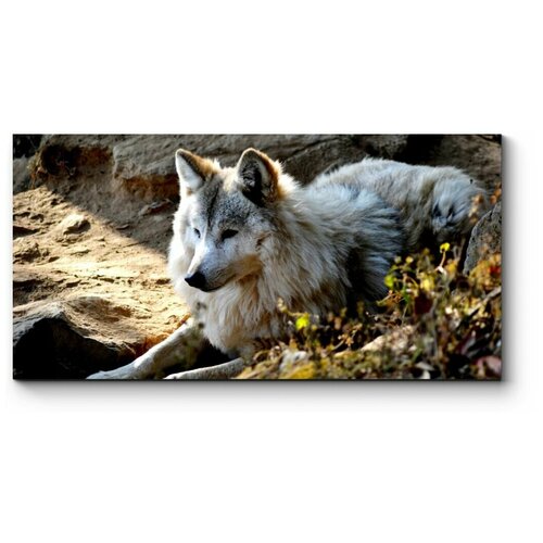 Модульная картина Гималайский волк 120x60