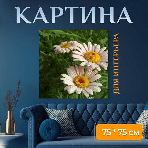 Картина на холсте "Маргаритка, ромашки, цветочный" на подрамнике 75х75 см. для интерьера