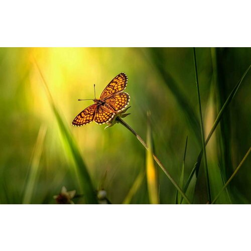 Картина на холсте 60x110 LinxOne "Бабочка, насекомое, коричневый, трава" интерьерная для дома / на стену / на кухню / с подрамником