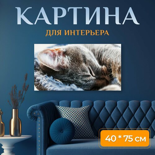 Картина на холсте "Кот, закрывать, макрос" на подрамнике 75х40 см. для интерьера