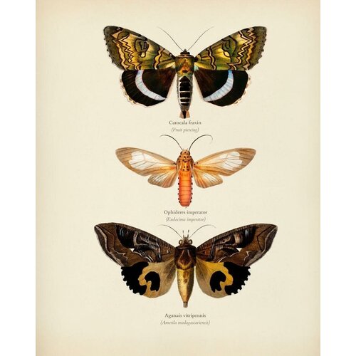 Постер / Плакат / Картина Бабочки - Трио элегантных бабочек 60х90 см в раме