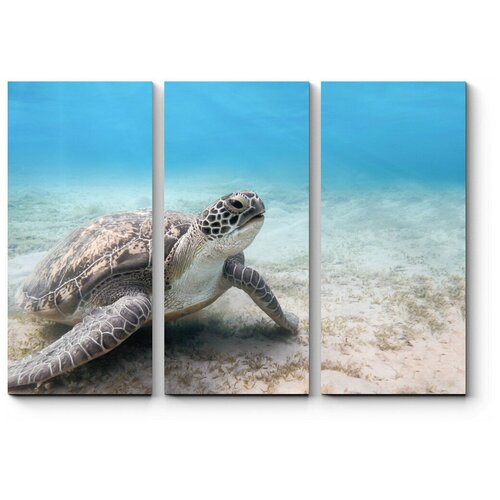 Модульная картина Чарующая подводная черепаха 160x115