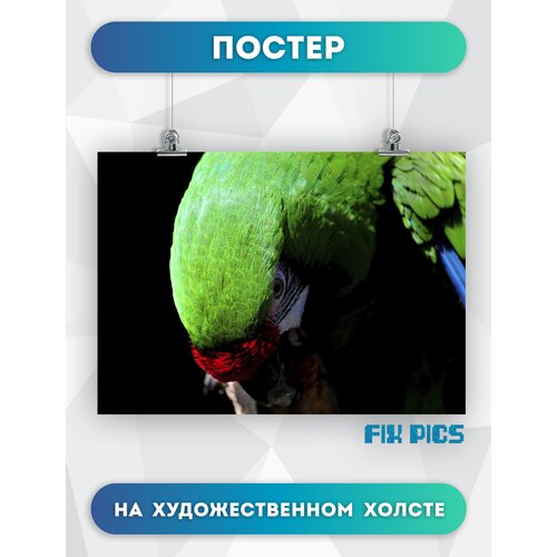 Постер на холсте Попугай (21) 30х40 см