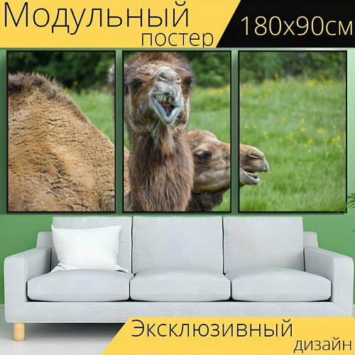 Модульный постер "Верблюд, веселая, их" 180 x 90 см. для интерьера