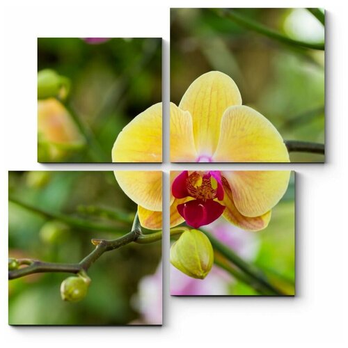 Модульная картина Тропическая орхидея, цветущая в летнем саду 140x140