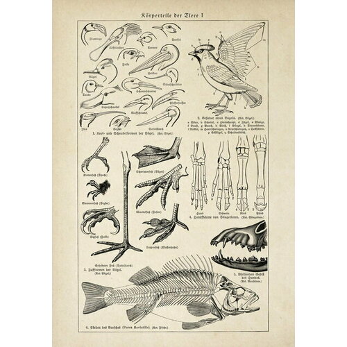 Плакат, постер на холсте гравюра анатомия рыб и птиц. Размер 21 х 30 см