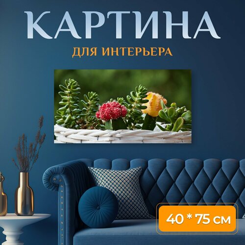 Картина на холсте "Завод, жирные растения, кактус" на подрамнике 75х40 см. для интерьера