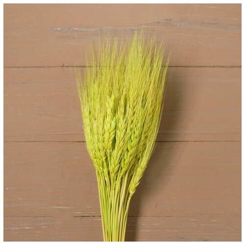 Сухой колос пшеницы, набор 50 шт, цвет зелёный