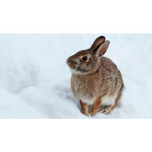 Картина на холсте 60x110 LinxOne "Кролик зима животные грызун милая" интерьерная для дома / на стену / на кухню / с подрамником
