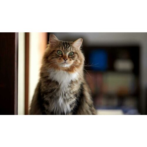 Картина на холсте 110x60 LinxOne "Большой пушистый кот с" интерьерная для дома / на стену / на кухню / с подрамником