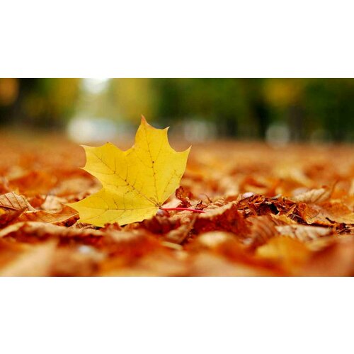 Картина на холсте 110x60 LinxOne "Макро фото autumn leaves" интерьерная для дома / на стену / на кухню / с подрамником